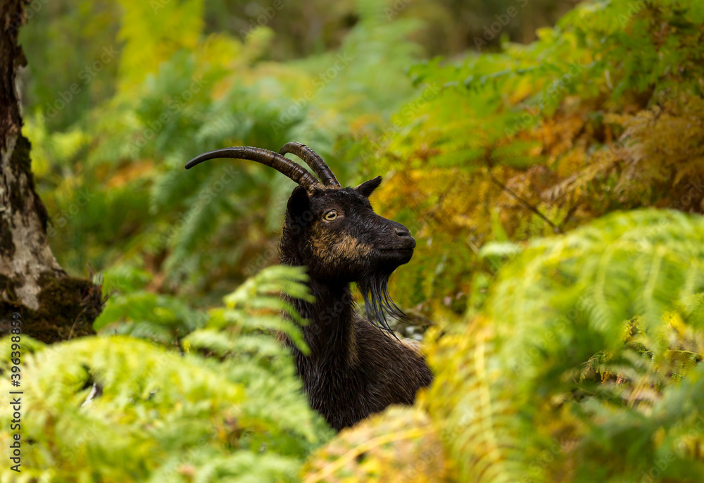Wild Feral Goat peeping through the bracken in Glen Strathfarrar ...