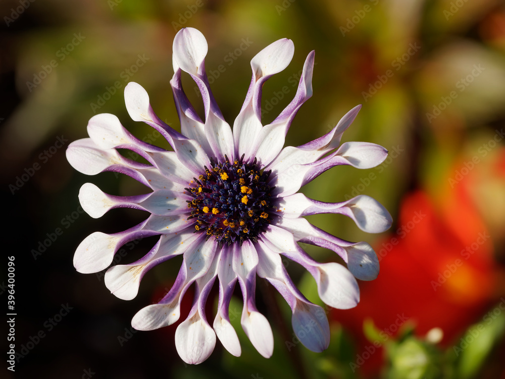 Osteospermum Spider Purple