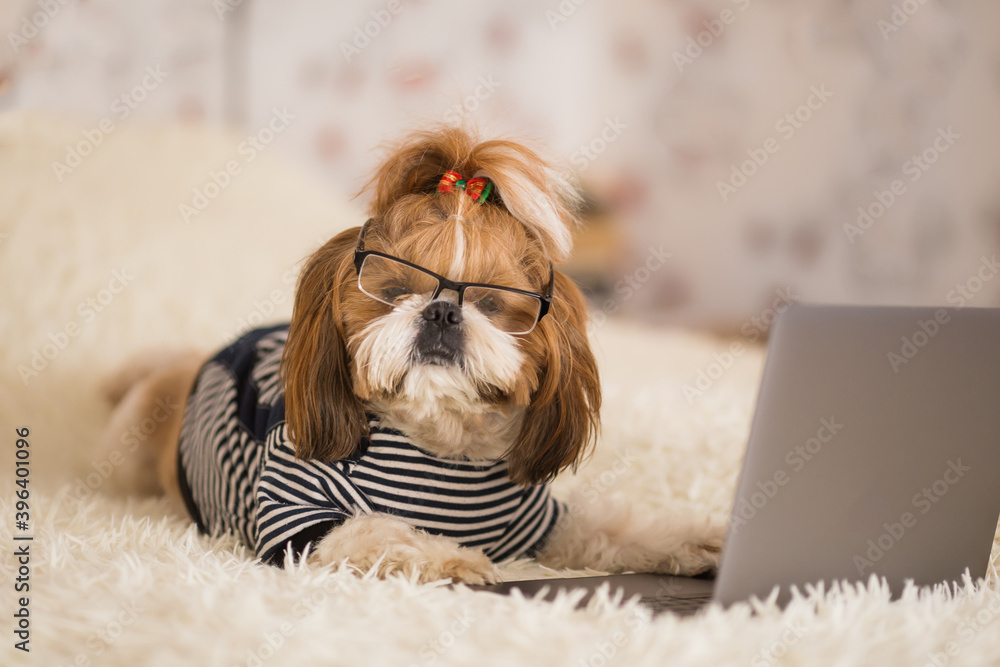 Shih Tzu dogs with glasses looking into laptop. Dog Using a Laptop ...