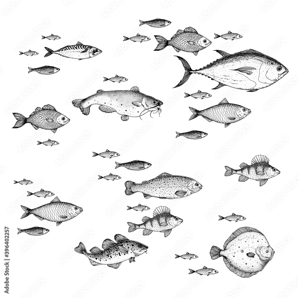 Fish sketch collection. Hand drawn vector illustration. School of fish ...