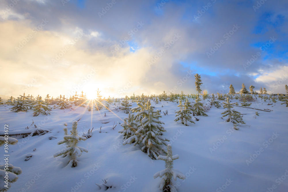 Sun shining over the horizon of slope covered in snow with evergreen ...