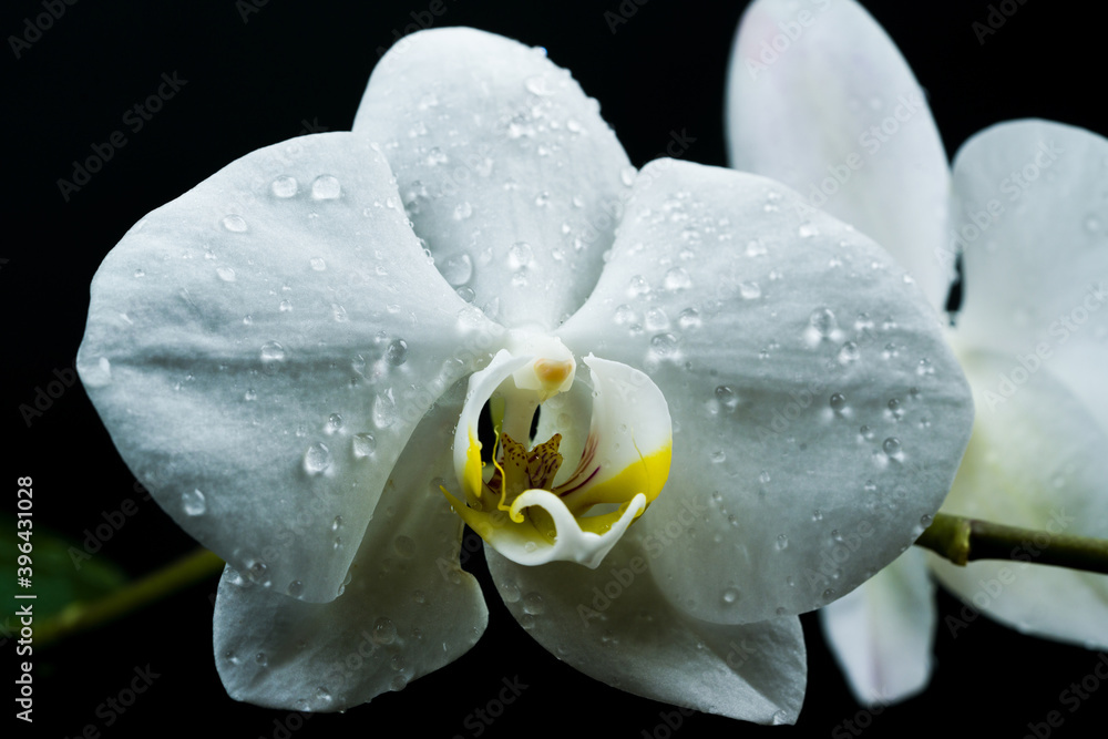 Vagina Erotic Orchid Flower Close Up Orgasm Flower Imitating The