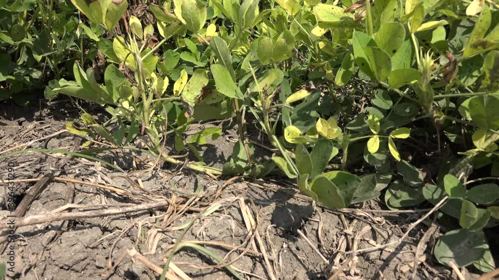 Green yellow leaves of fresh peanut plant in groundnut planted field ...