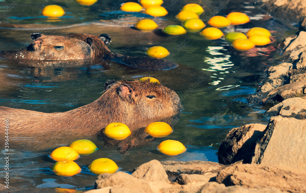 Capybaras bathing in hot springs filled with bitter lemons in a ...