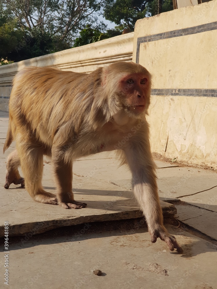 Indian Monkey playing in temples (monkey enjoying thier life in temples ...