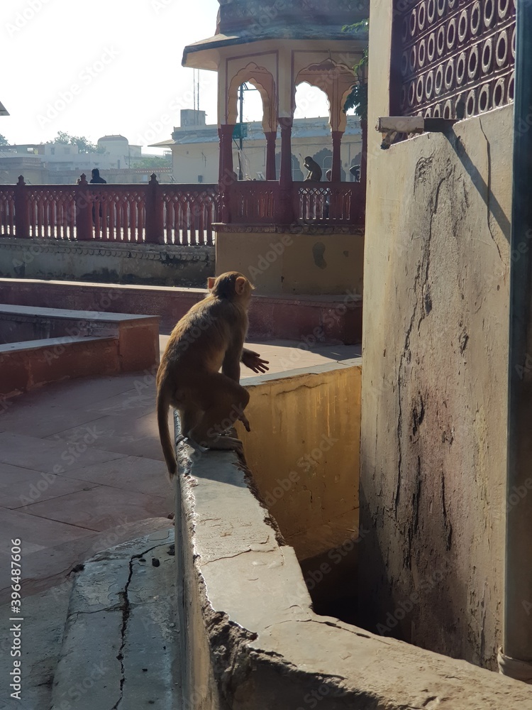 Indian Monkey playing in temples (monkey enjoying thier life in temples ...