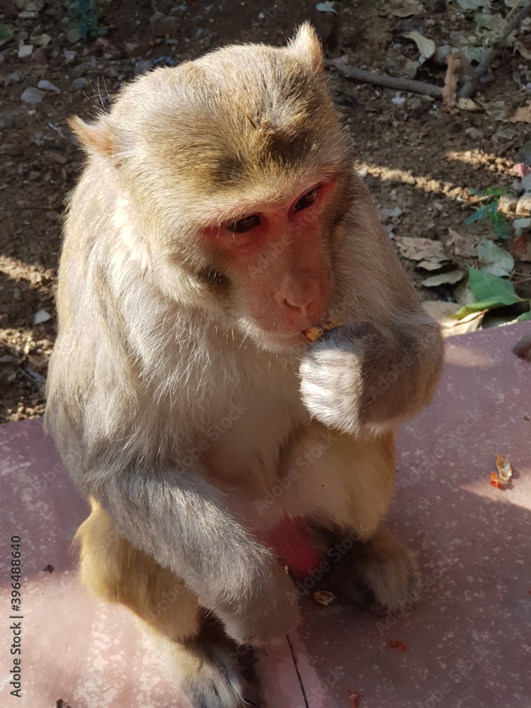 Indian Monkey playing in temples (monkey enjoying thier life in temples ...