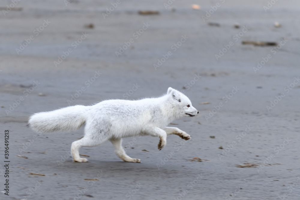 Arctic fox (Vulpes Lagopus) in wilde tundra. Arctic fox running. Stock ...