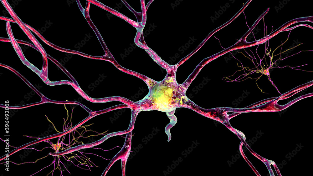 Neurons, brain cells, located in the frontal lobe of the human brain ...