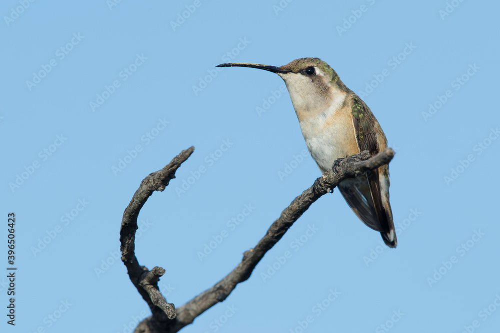 Lucifer Hummingbird, Calothorax lucifer Stock Photo | Adobe Stock