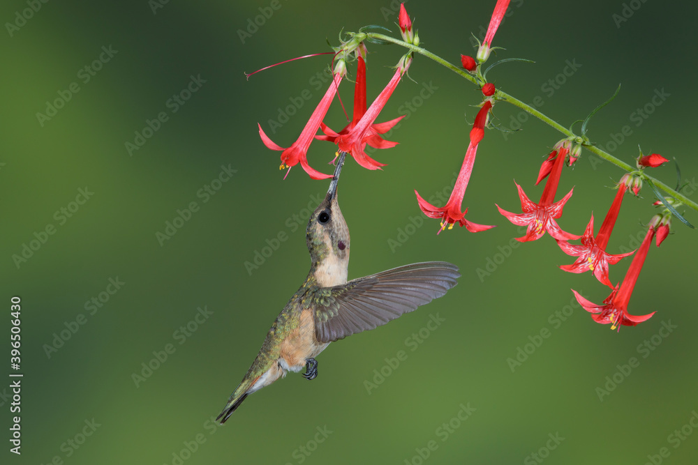 Lucifer Hummingbird, Calothorax lucifer Stock Photo | Adobe Stock
