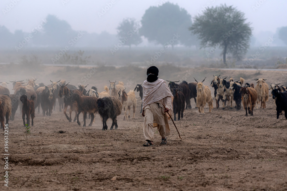 herd of sheep with shepherd in dust , nomadic life of shepherds Stock ...
