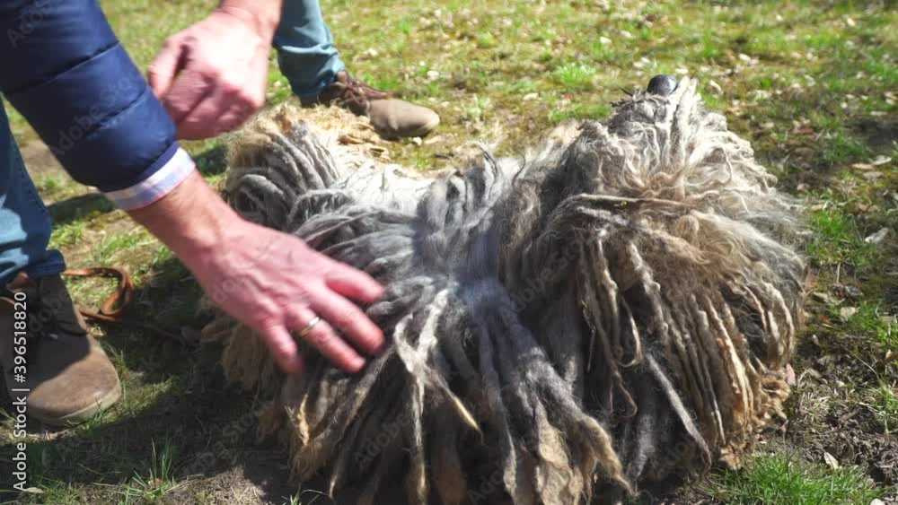 Man hands parting a purebred Puli dog's long hair, on a garden Stock ...