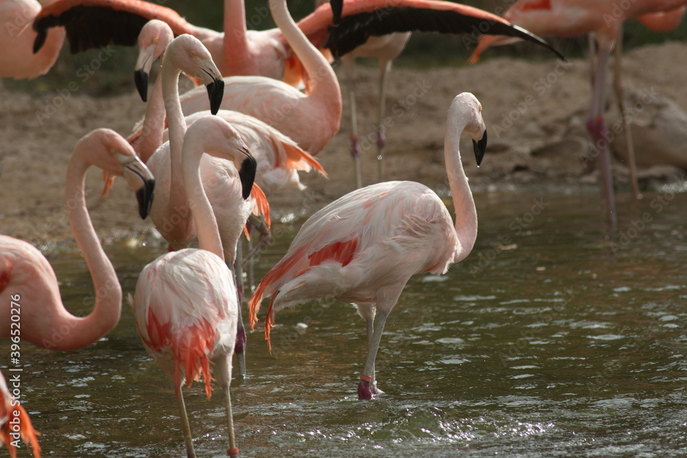 Foto de Flamingos or flamingoes are a type of wading bird in the family ...