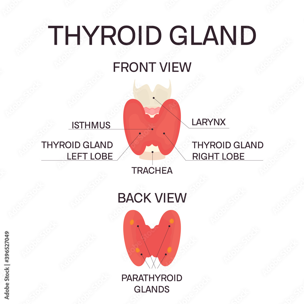 Thyroid gland diagram in front and back view Stock Vector | Adobe Stock