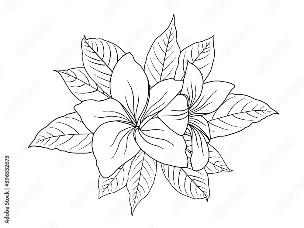 Flowers Line Art Arrangements. Line art flower on greeting card, frame ...