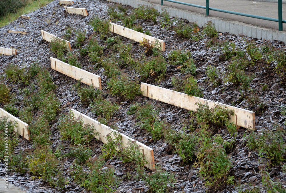 Slope stabilization by vegetation planting of shrubs. so that the mulch ...