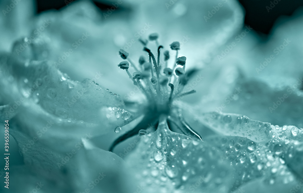 Flower with stamens close-up in color trends Tidewater green in water ...