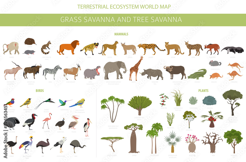 Tree savanna and grass savanna biome, natural region infographic ...