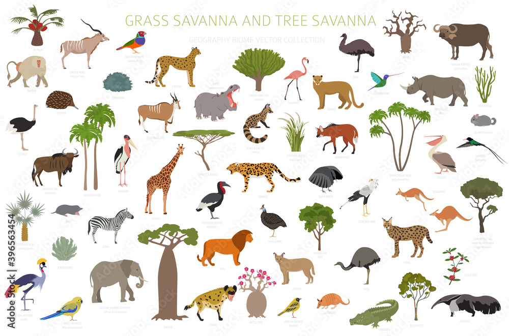 Poster Tree savanna and grass savanna biome, natural region infographic ...