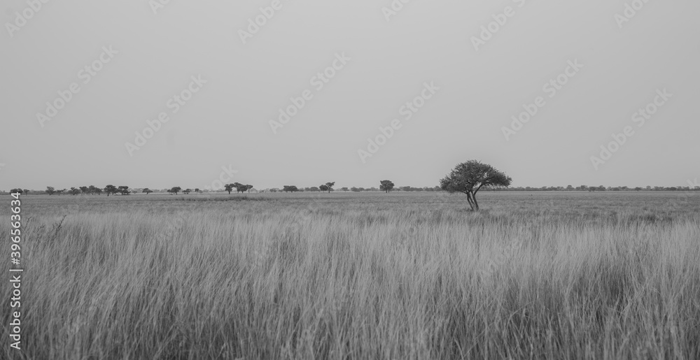 Khutse Game Reserve. A hidden gem of Botswana. Stock Photo | Adobe Stock