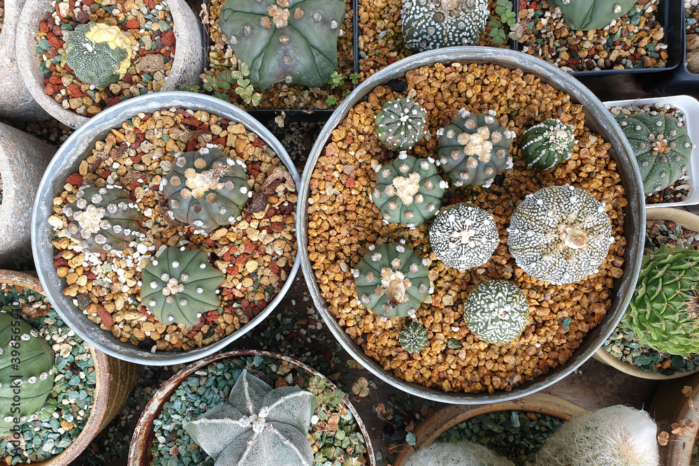 Astrophytums is a species of cactus plant in the genus Astrophytum at ...