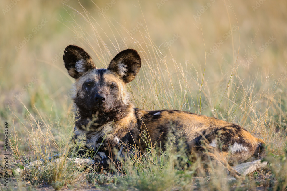 African wild dog (Lycaon pictus) aka African hunting dog, Cape hunting ...