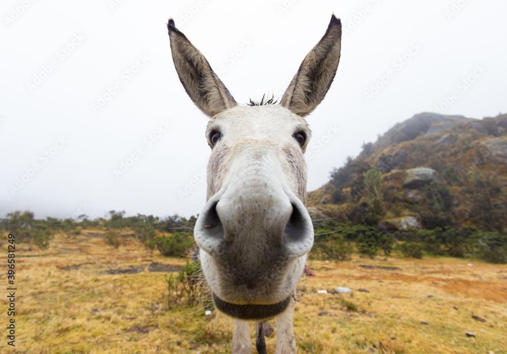 Burro jegue branco parado de frente Stock-Foto | Adobe Stock