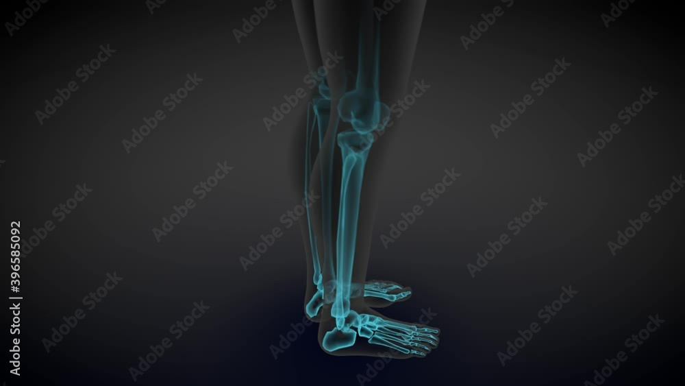 2 3D seamless looping animations in 1, female body rotating - x-ray ...