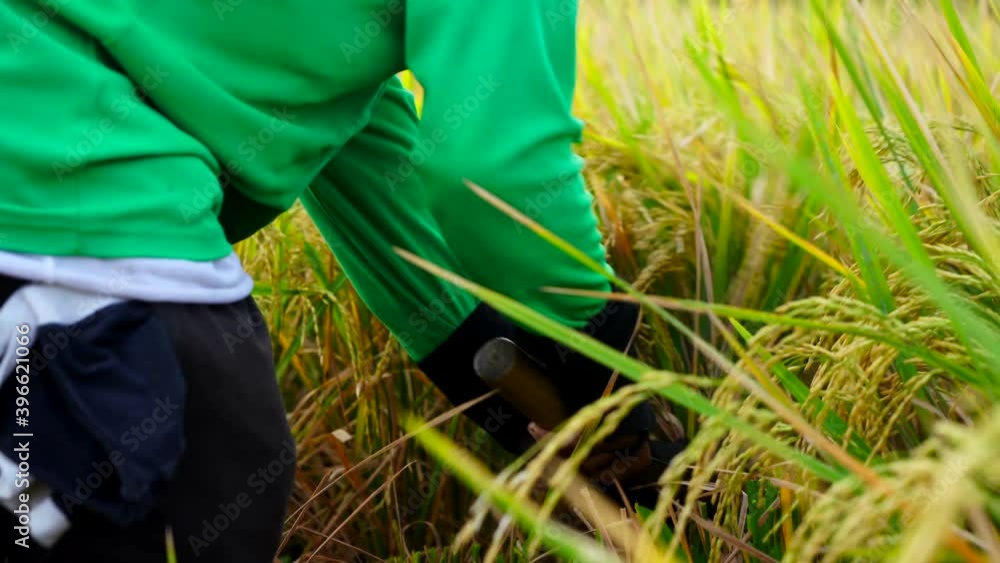 Yogyakarta Indonesia December 2, 2020: Farmer's harvest rice in the ...