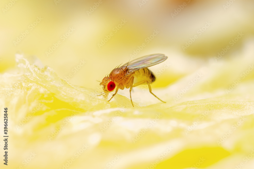 Tropical Fruit Fly Drosophila Diptera Parasite Insect Pest on Ripe ...