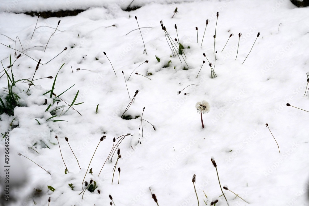 Fotografia do Stock: Meadow under snow. Close aerial vie on the white ...