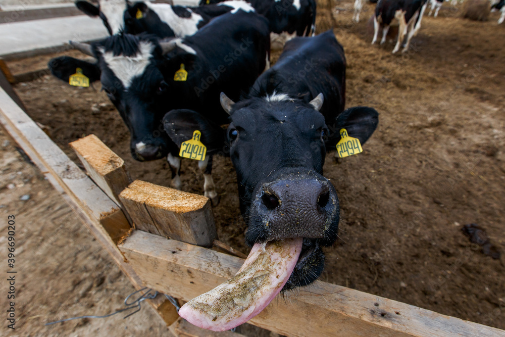 Livestock farm. Close-up. The cow shows a long tongue at the camera ...
