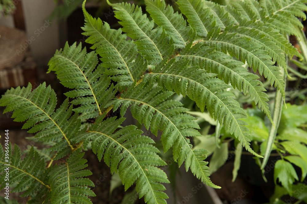 Flora foliage. Closeup view of Cyathea cooperi fern, also known as ...