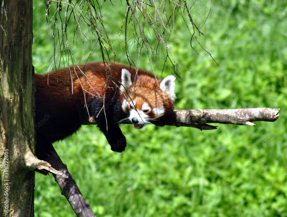 A red panda playing in a zoo at Himalayan Zoological Park in Gangtok ...