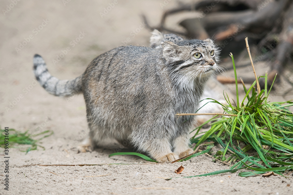 Pallas's cat (Otocolobus manul). Manul is living in the grasslands and ...