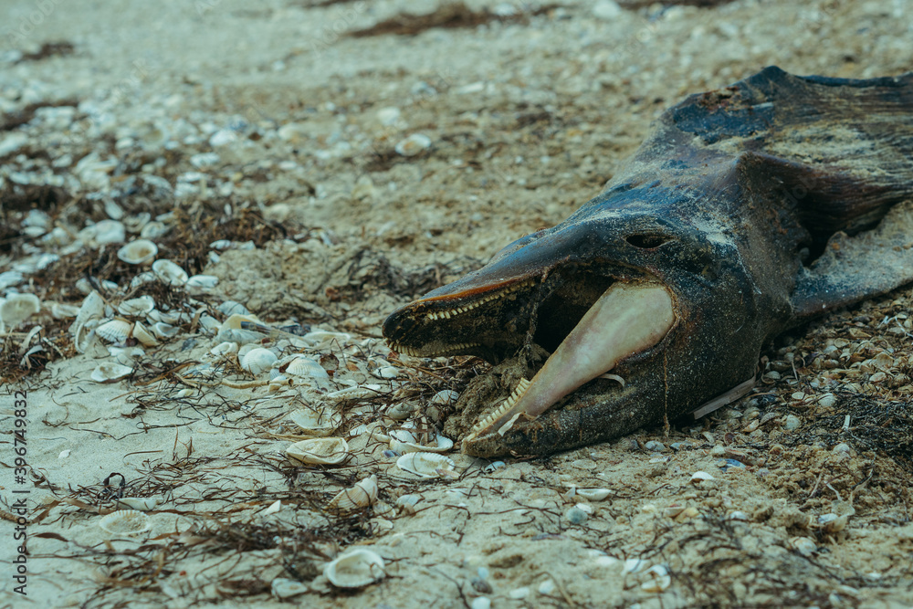 Dolphin. The corpse of a dolphin lies on the seashore. Stock Photo ...