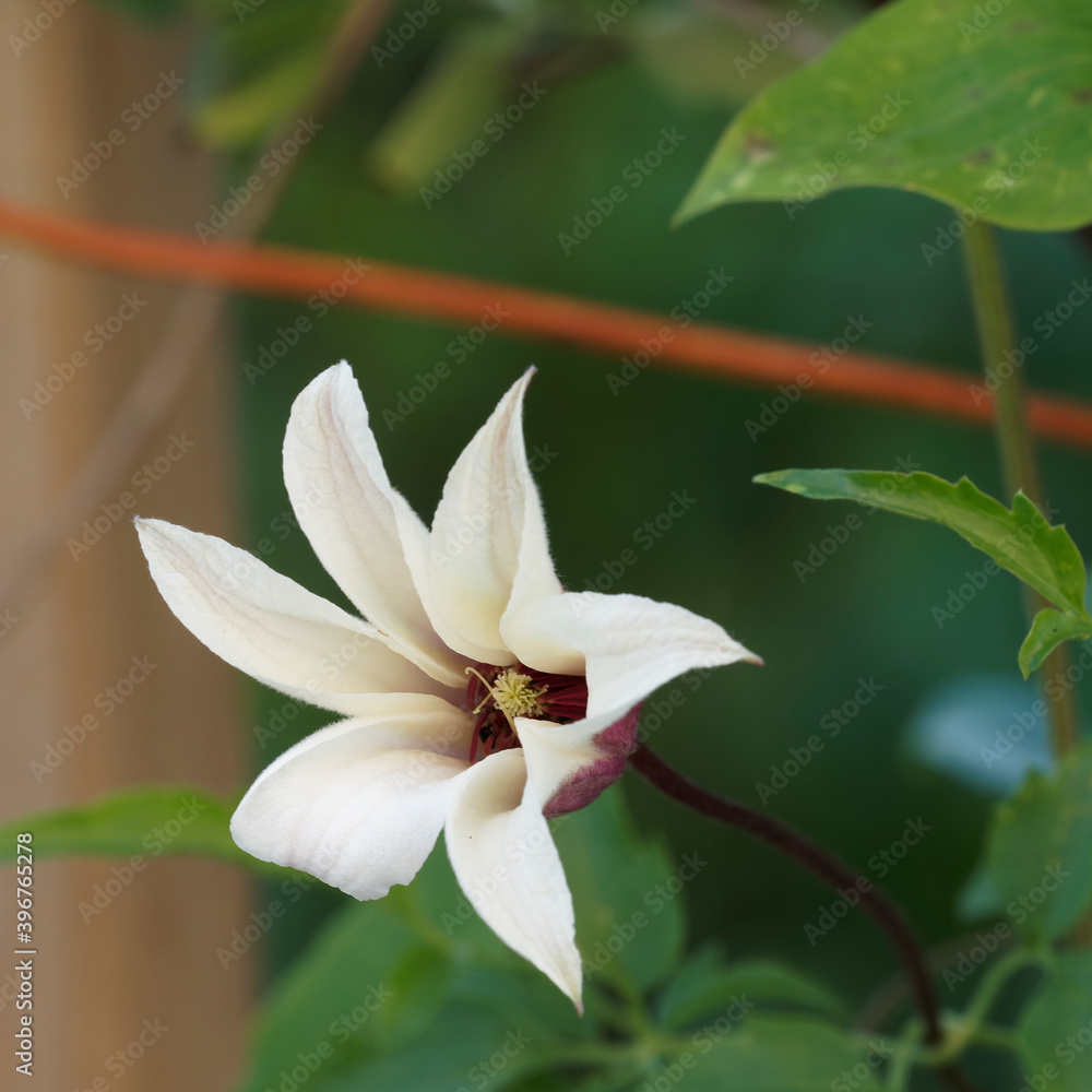 (Clematis texensis) Texas-Waldrebe 'Princess Kate' oder Tulpen-Clematis ...