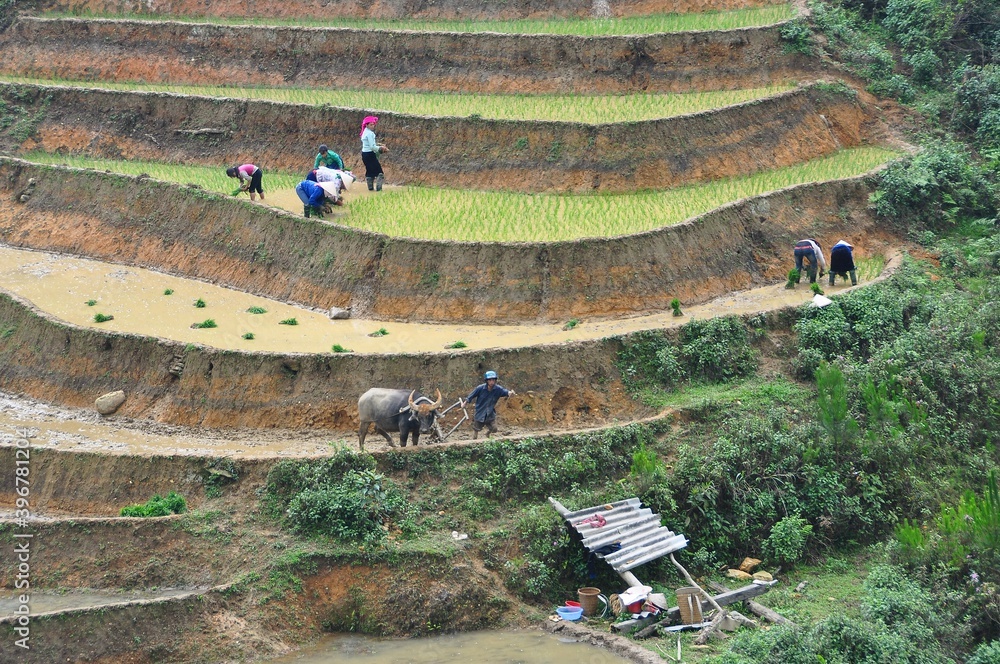 Terrace is a piece of sloped plane that has been cut into a series of ...