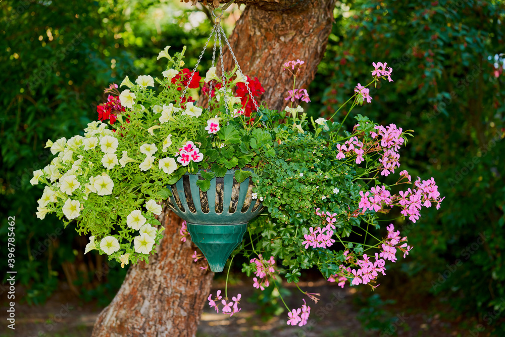 Stilvolle Pflanzen Fur Blumenampel Drauen Bild