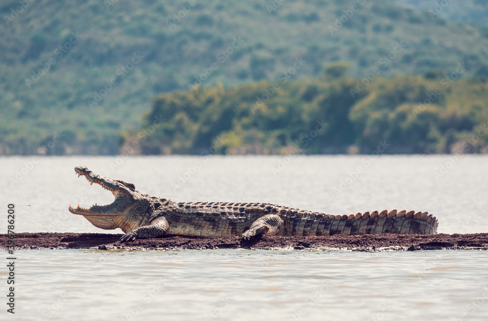 big reptile nile crocodile with opened mouth. Crocodylus niloticus ...