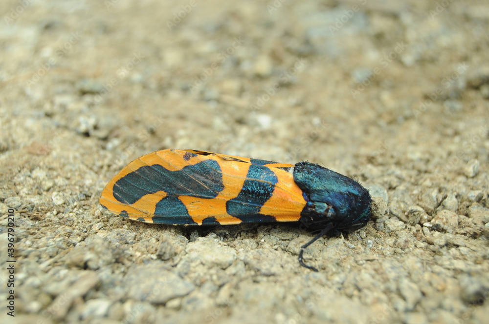 The cicada is a loud-voiced insect, which has a very colorful and ...