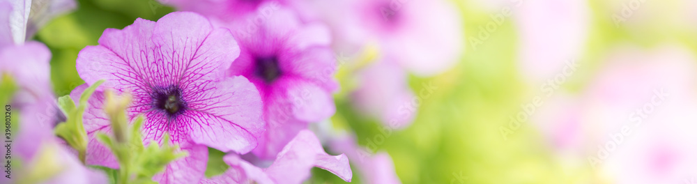 Nature of flower in garden using as cover page background natural flora ...