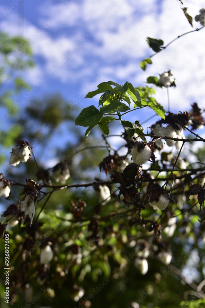 arbol algodón Stock Photo | Adobe Stock