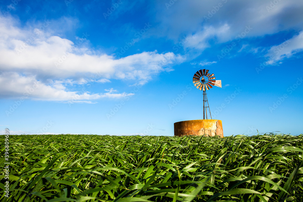Windmill on a hill with surrounding Wheat Field in the Western Cape of ...