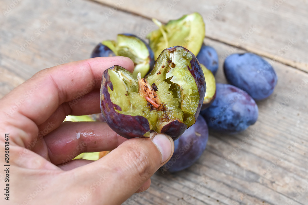 Organic ripe plum with a worm inside. Larva of Plum fruit moth ...