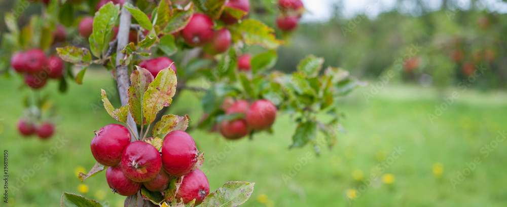 Apple tree Fiesta - beautiful small red apples on the tree in the fruit ...