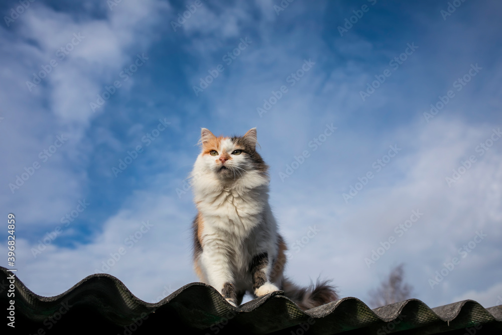 epic beautiful portrait of a fluffy cat on a blue sky background ...