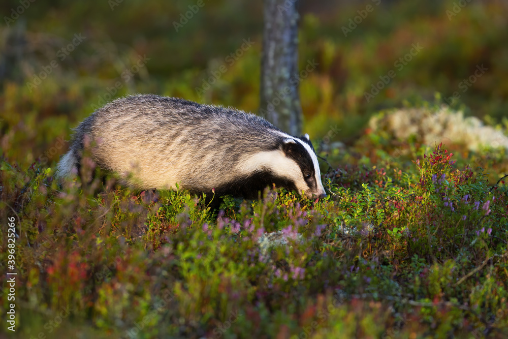 Adorable european badger, meles meles, in the lingonberry moorland ...