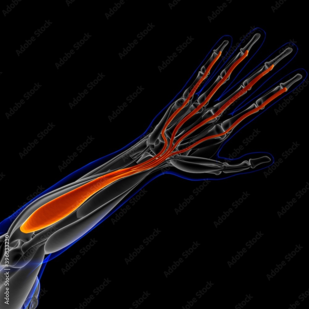 Flexor Digitorum Profundus Muscle Anatomy For Medical Concept 3D ...